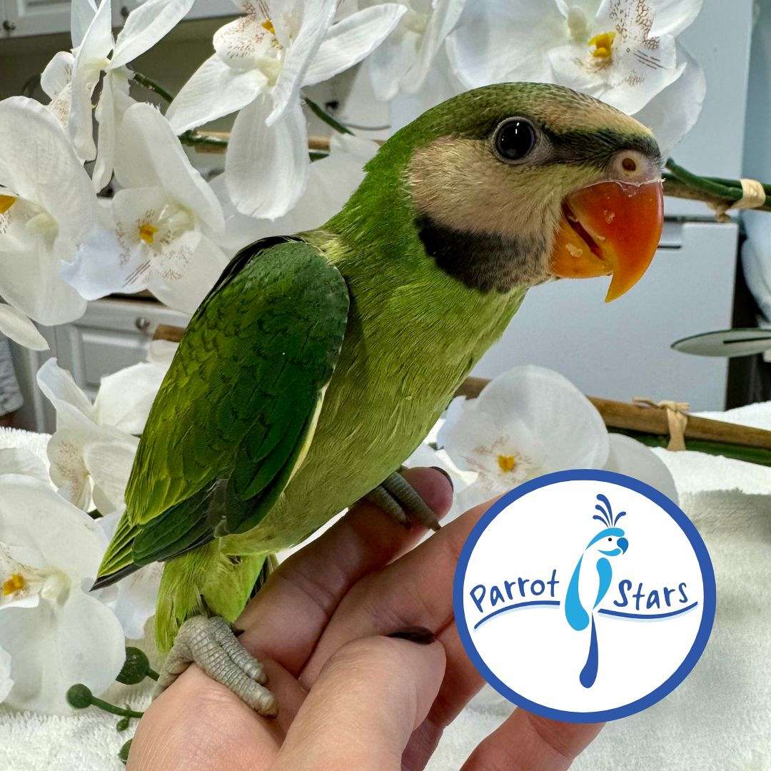 Baby Moustached Parakeet Available at Parrot Stars!