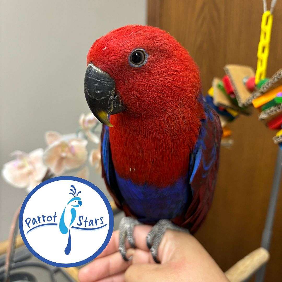 Baby Solomon Island Eclectus Parrot Available at Parrot Stars!