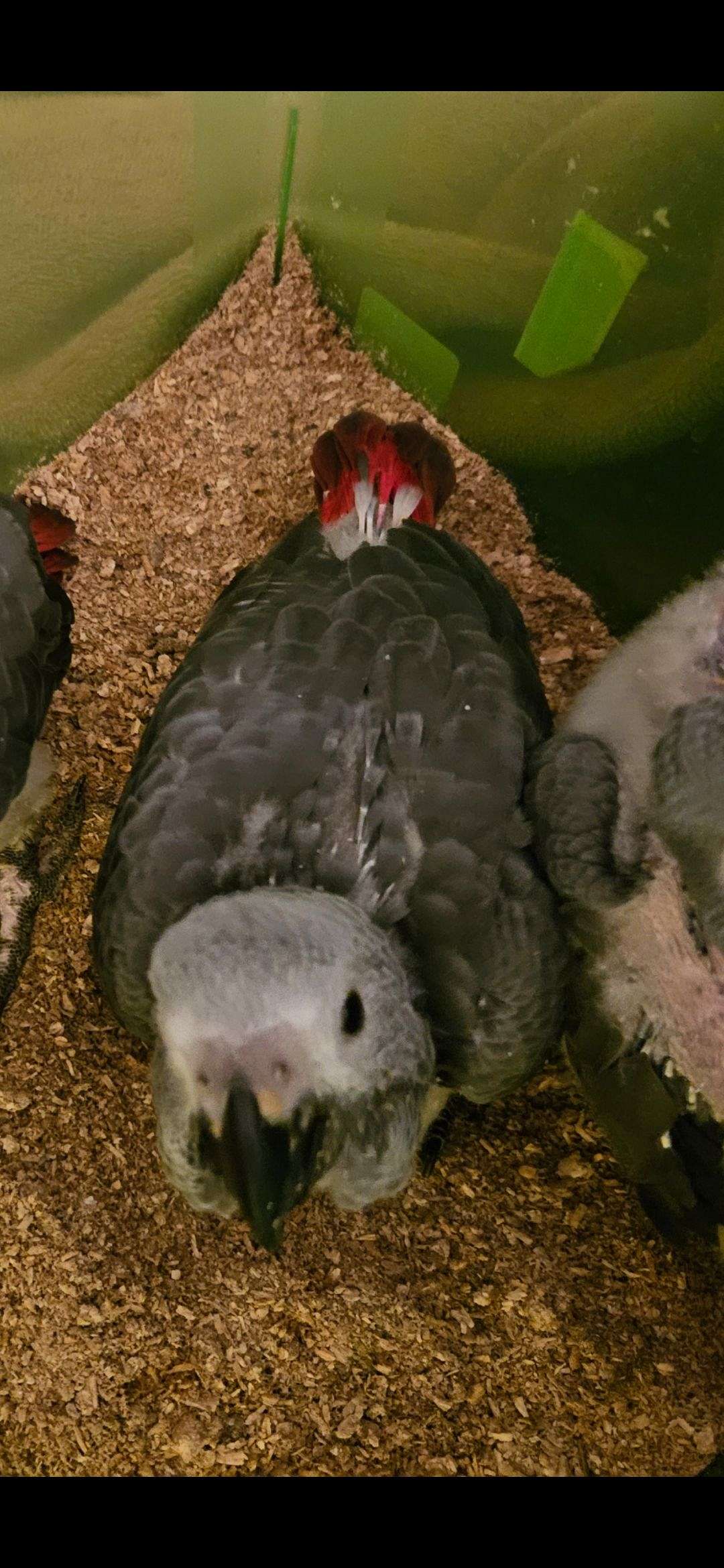 African grey Baby