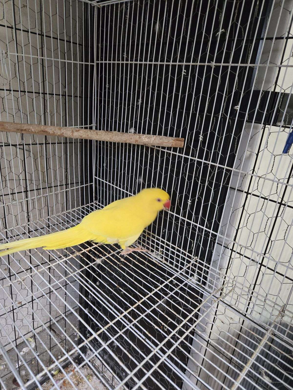 Female Indian Ringneck