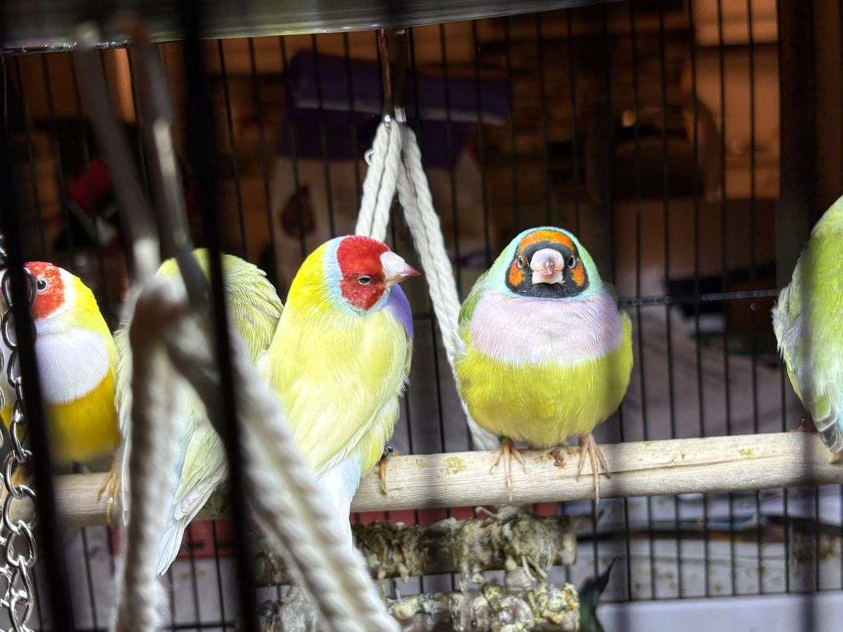 Free Finches and Canaries
