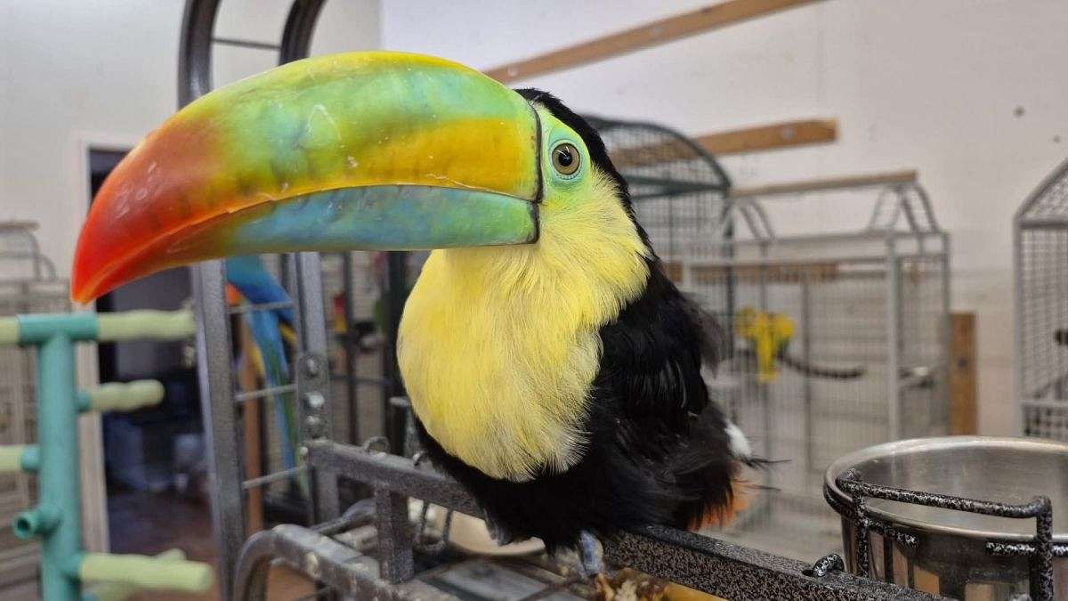 Keel Billed Toucan Baby