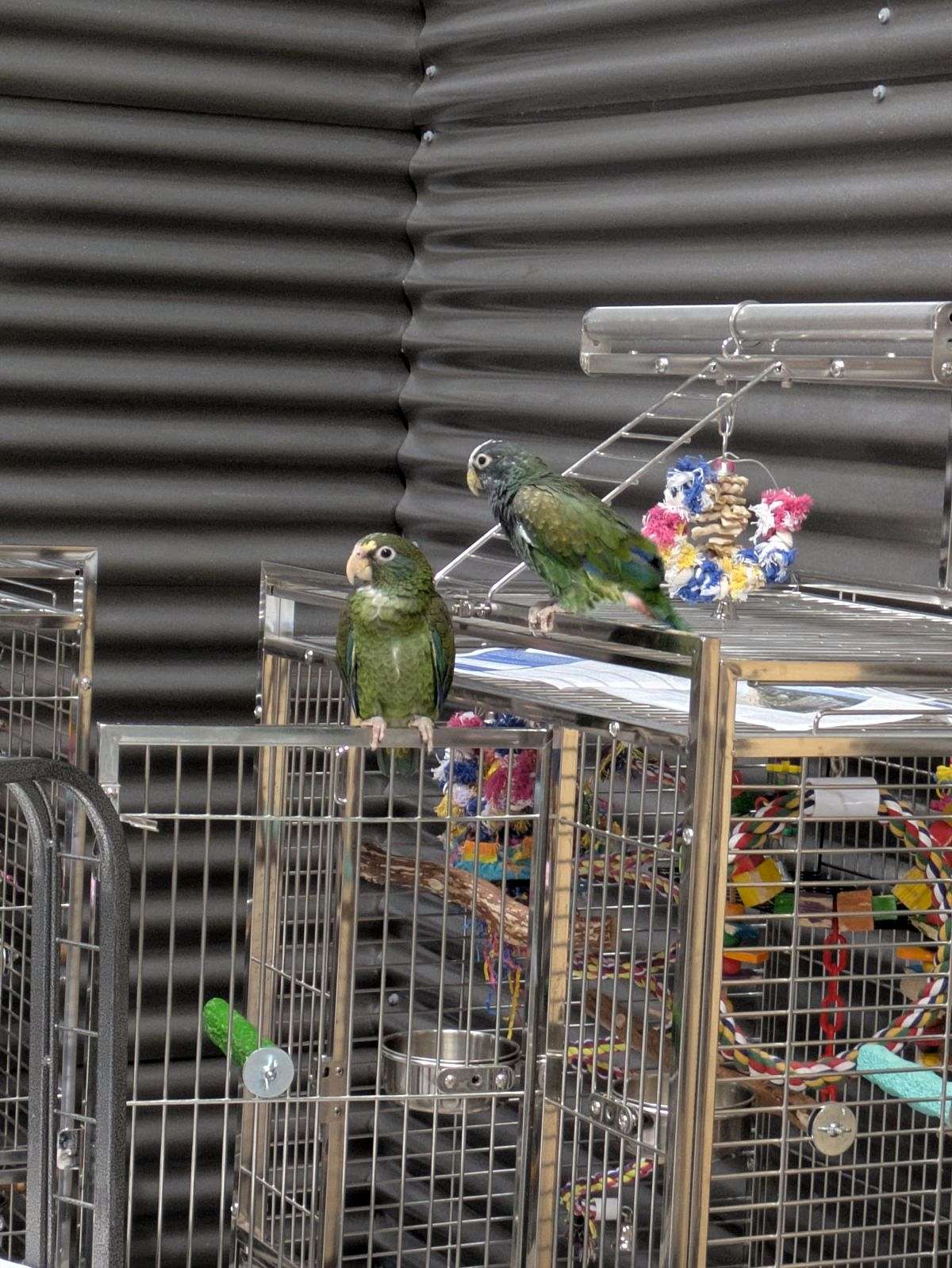 Female Blue Headed Pionus available