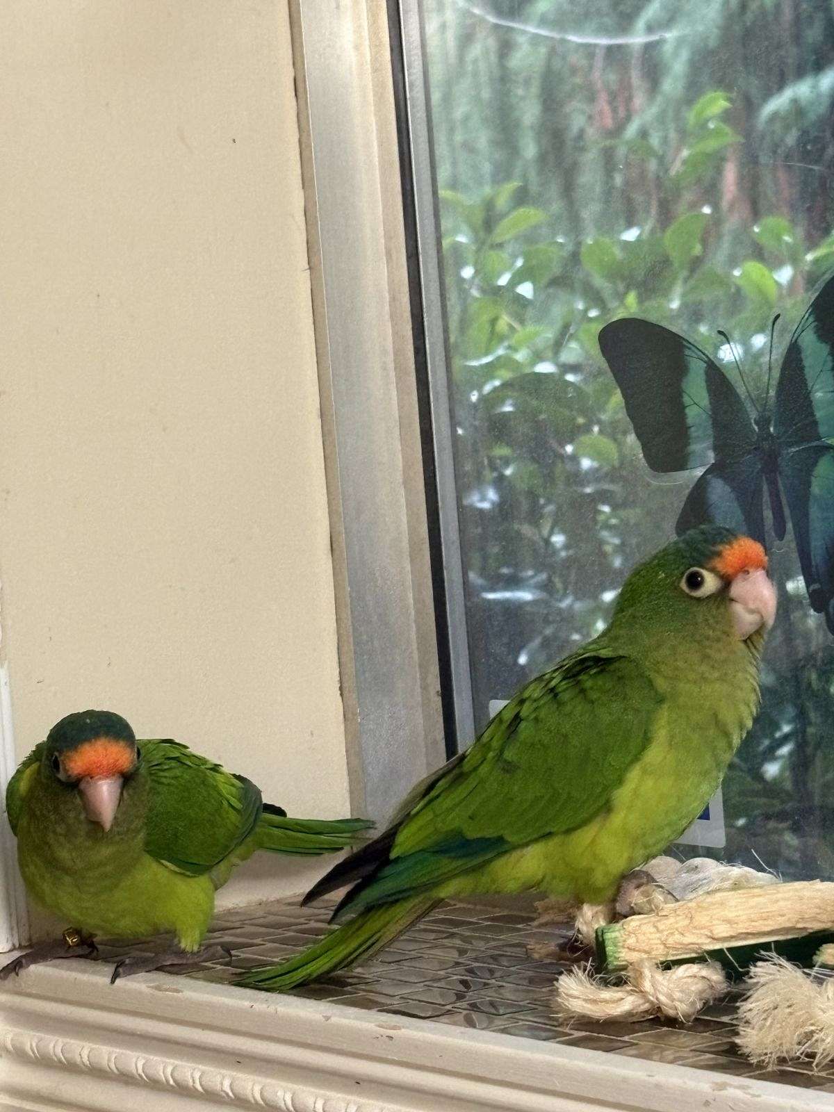 Halfmoon conures