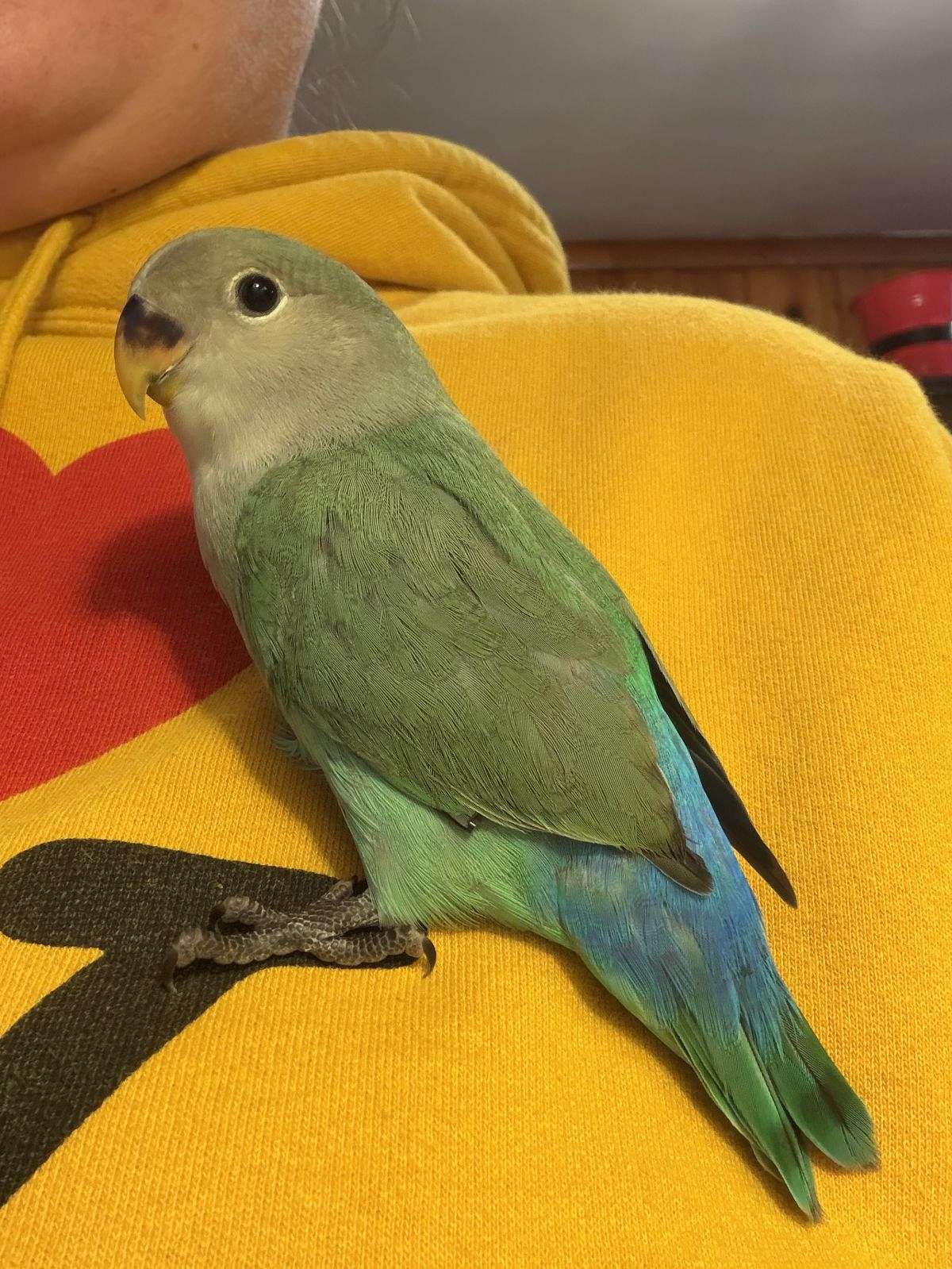 Peachface lovebird