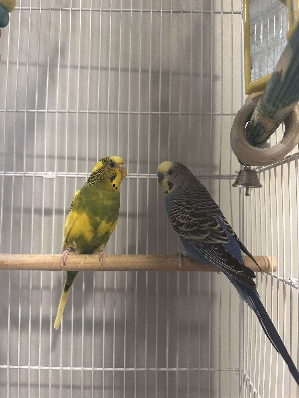 Free budges to a good home