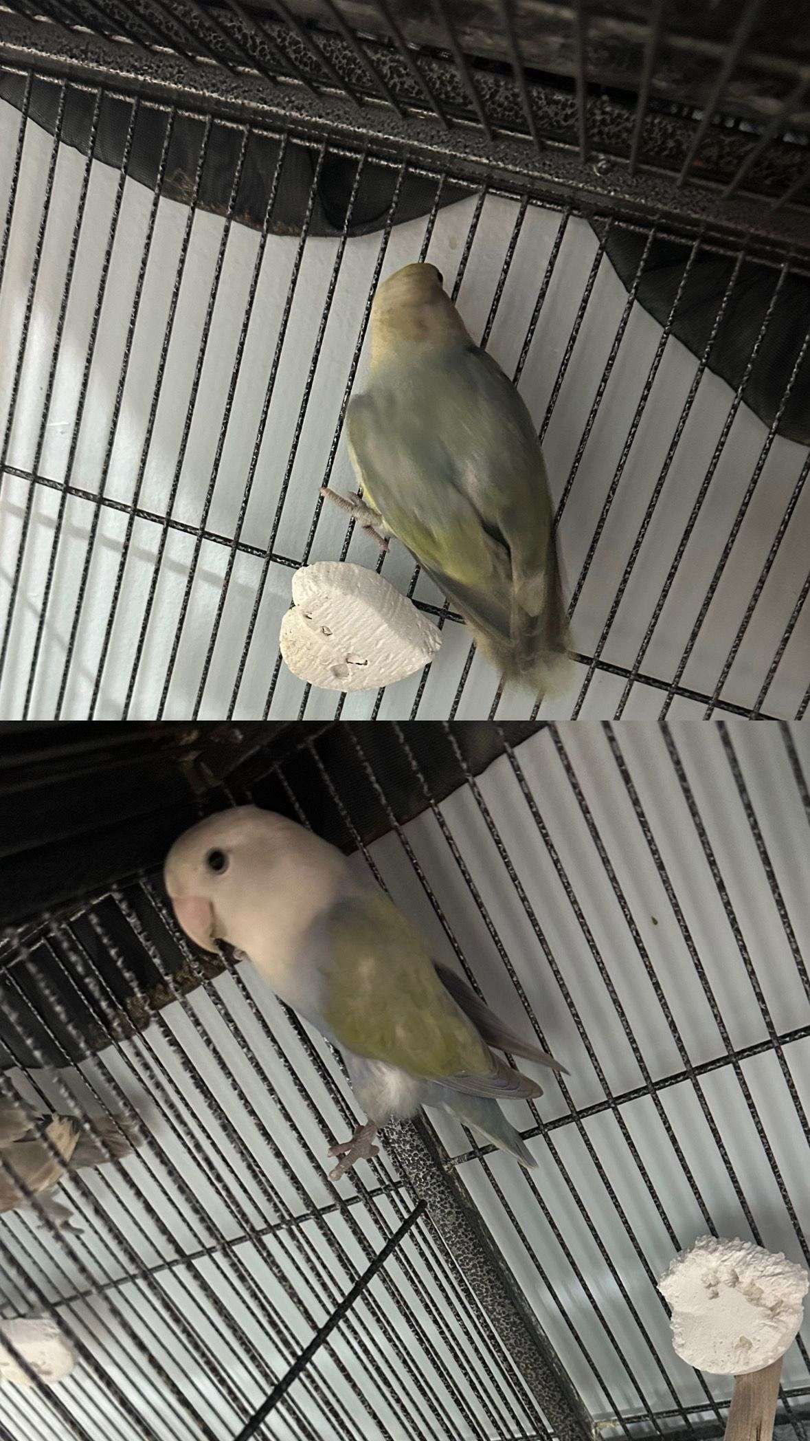 Lovebird Pair