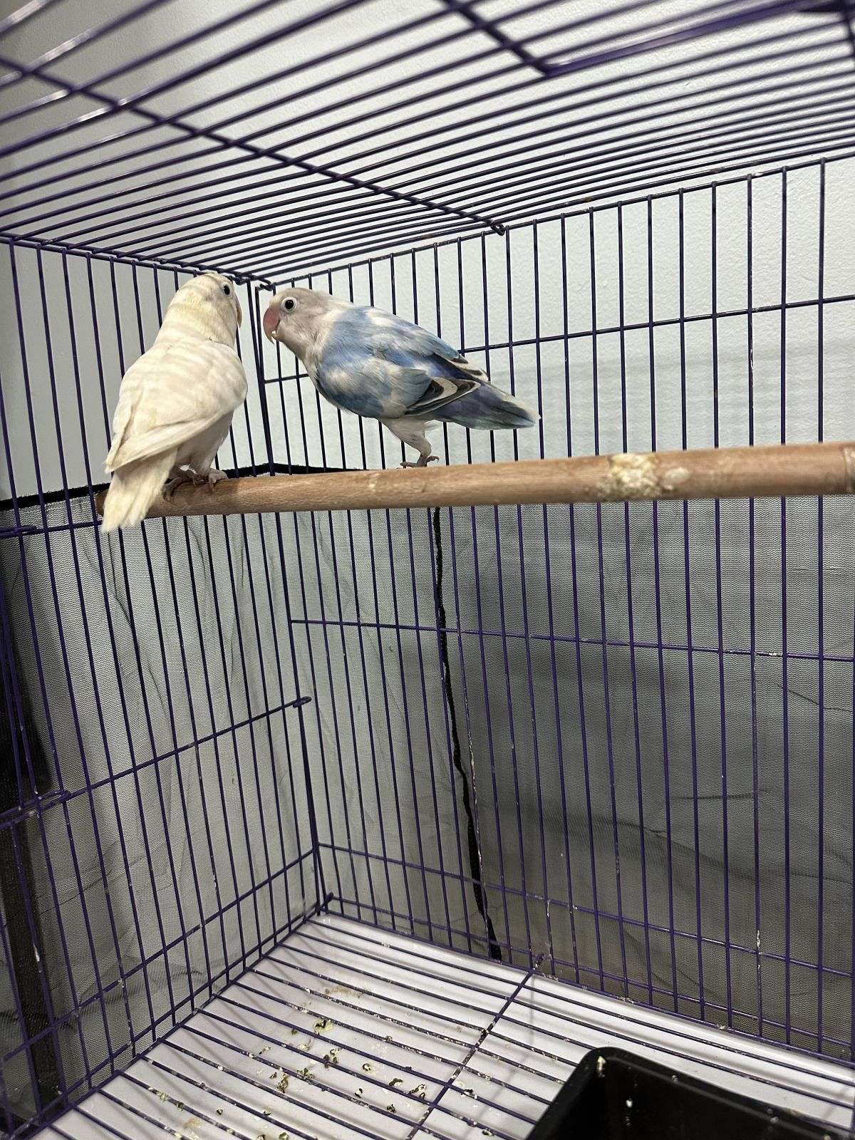 Lovebird pair
