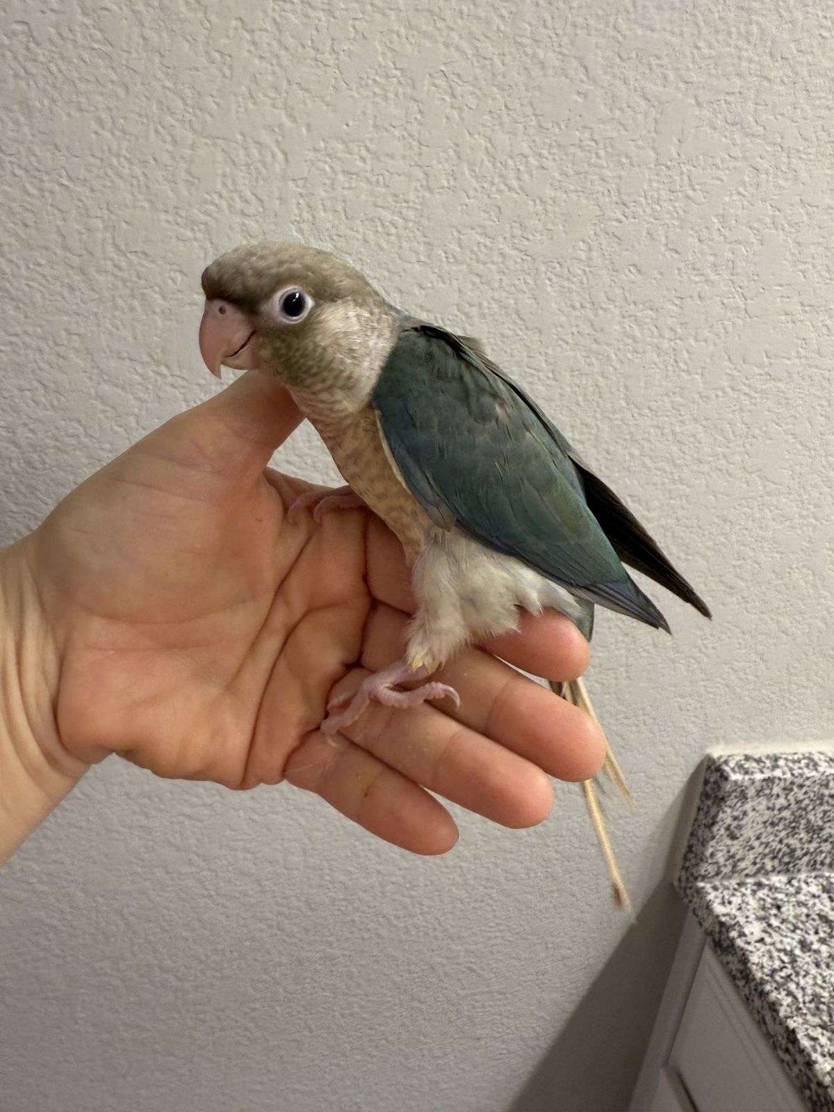 Green cheek conures turquoise pineapple, cinnamon, and yellowsided