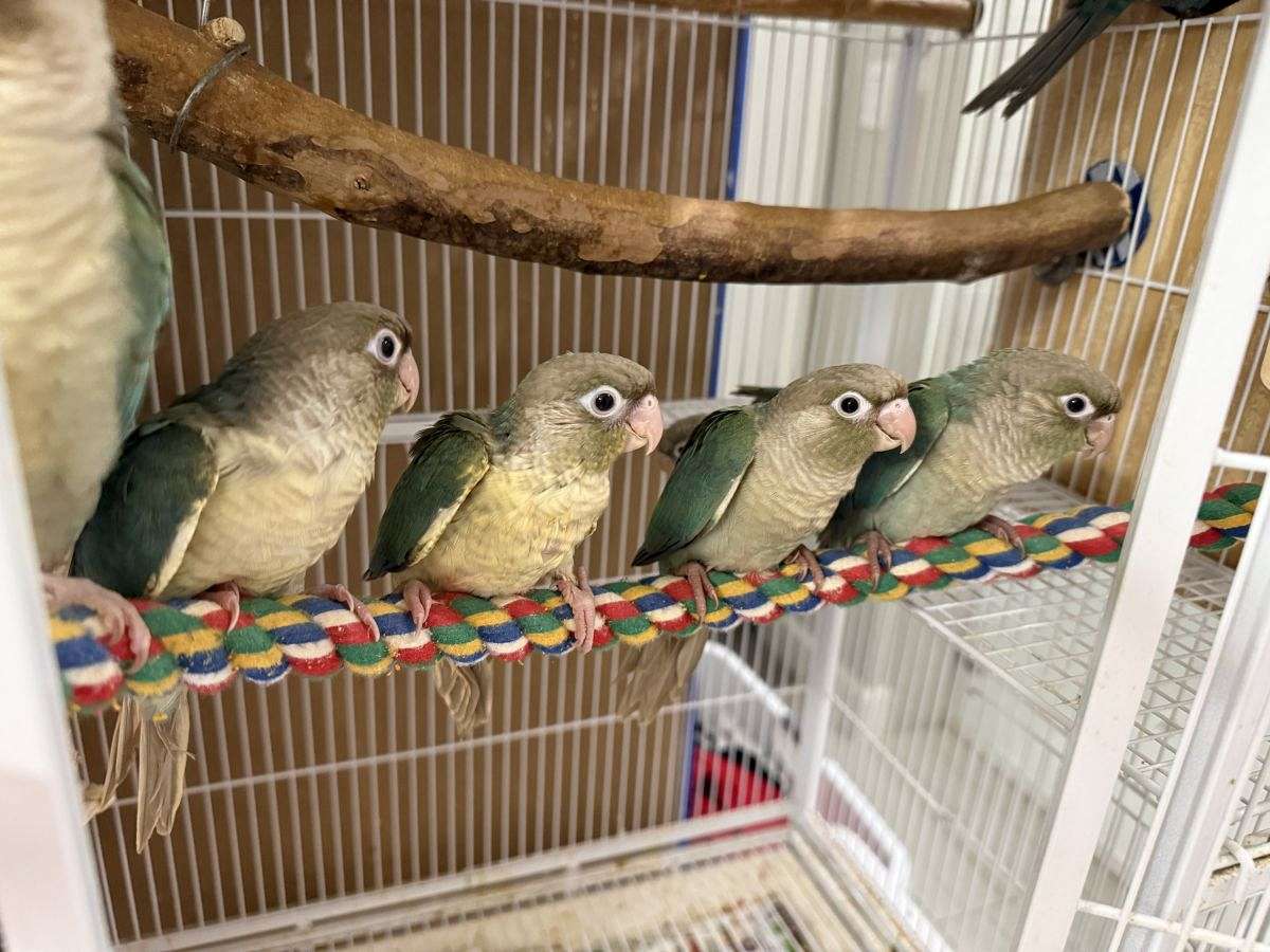 Green cheek conures turquoise pineapple, cinnamon, and yellowsided