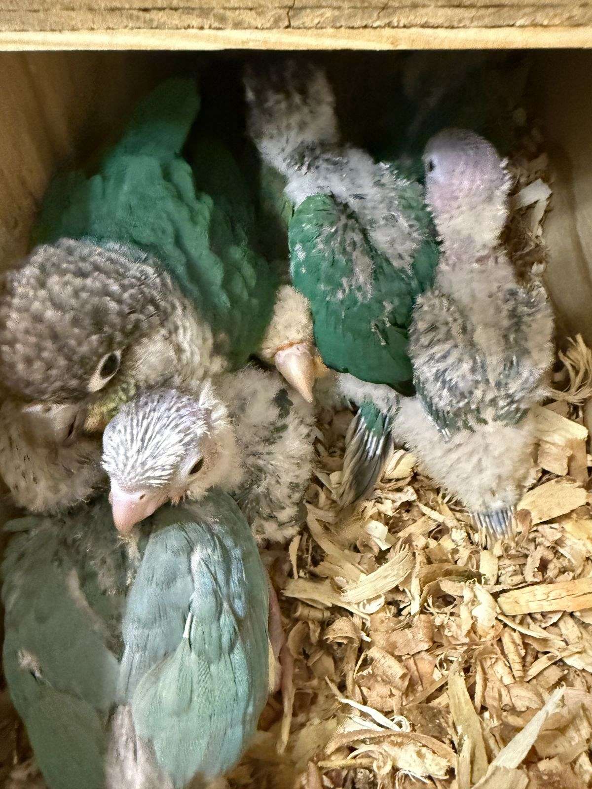 Green cheek conures turquoise pineapple, cinnamon, and yellowsided
