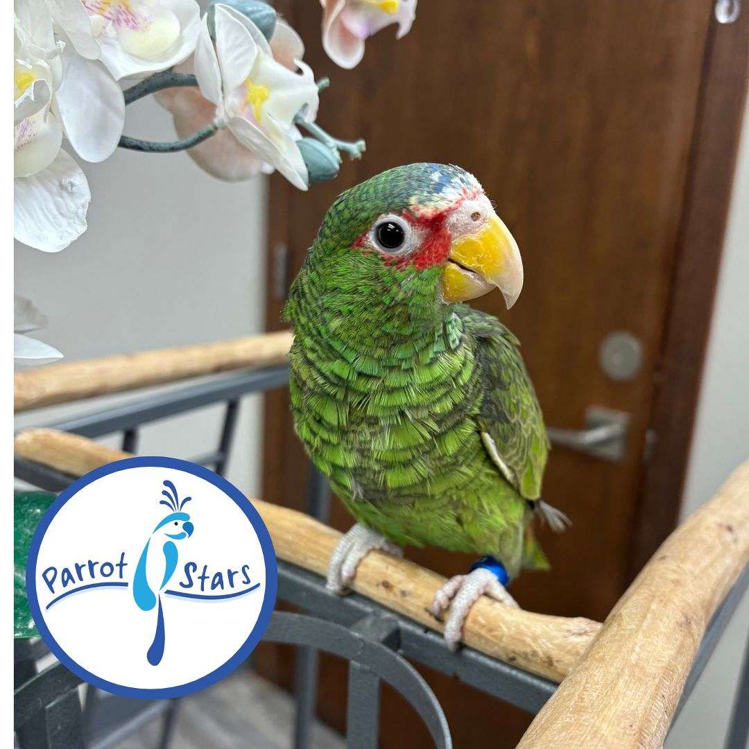 Baby White-fronted Amazon Available at Parrot Stars!
