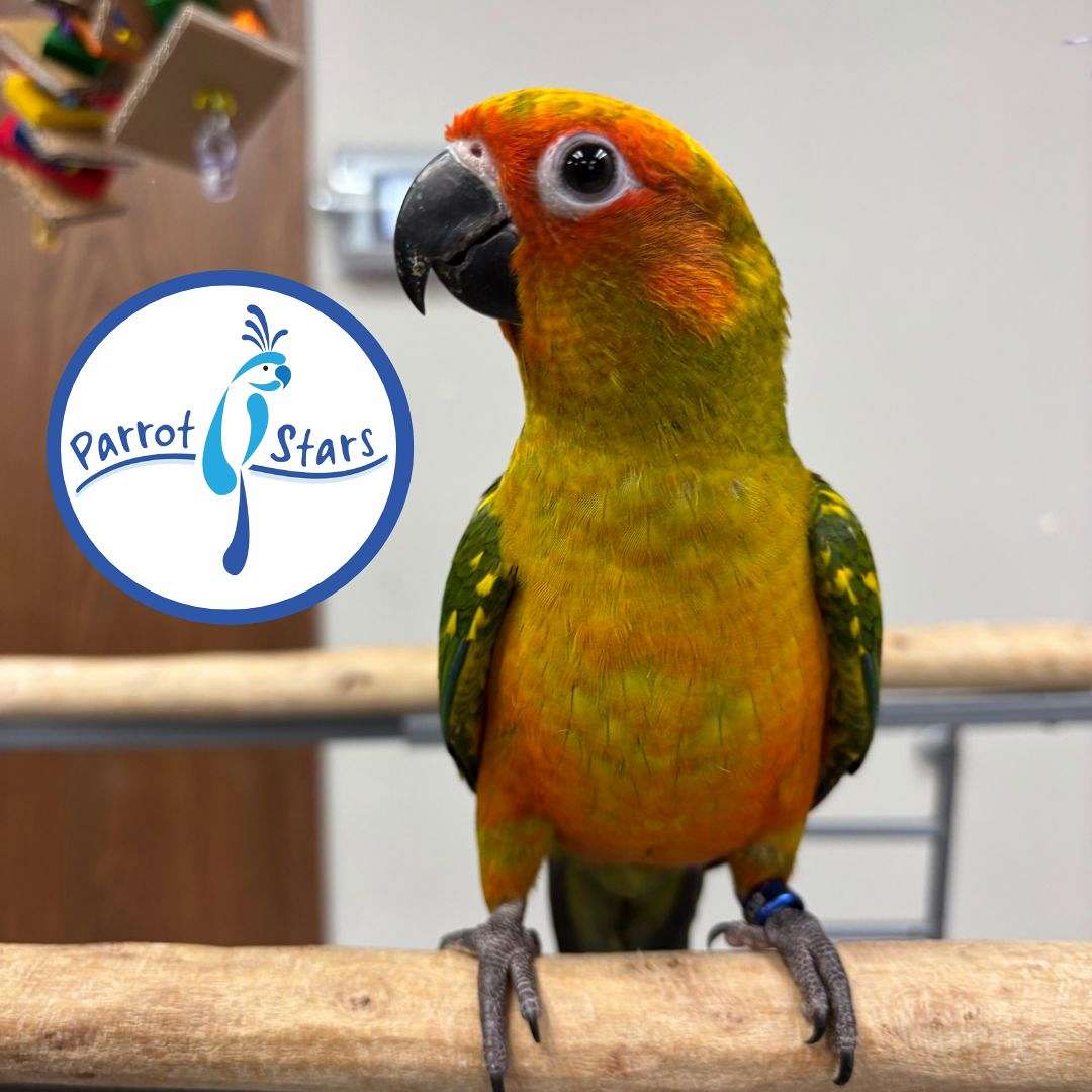 Baby Sun Conure Available at Parrot Stars!