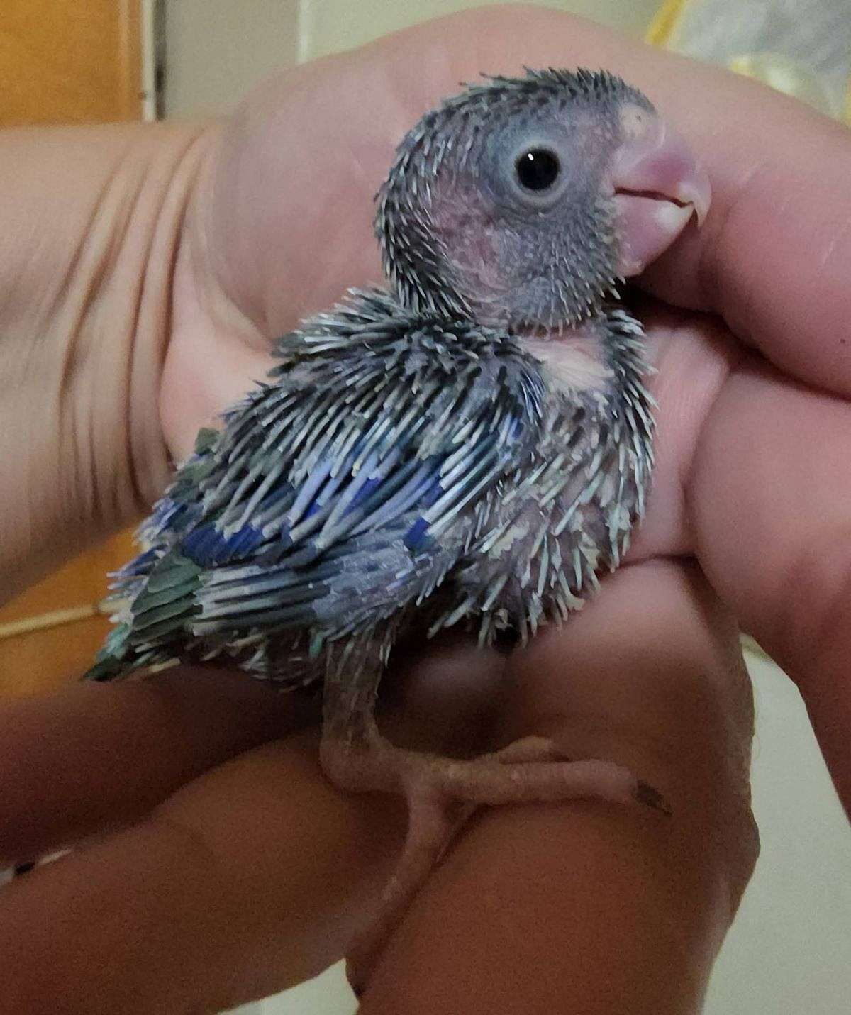 Parrotlet Baby Male