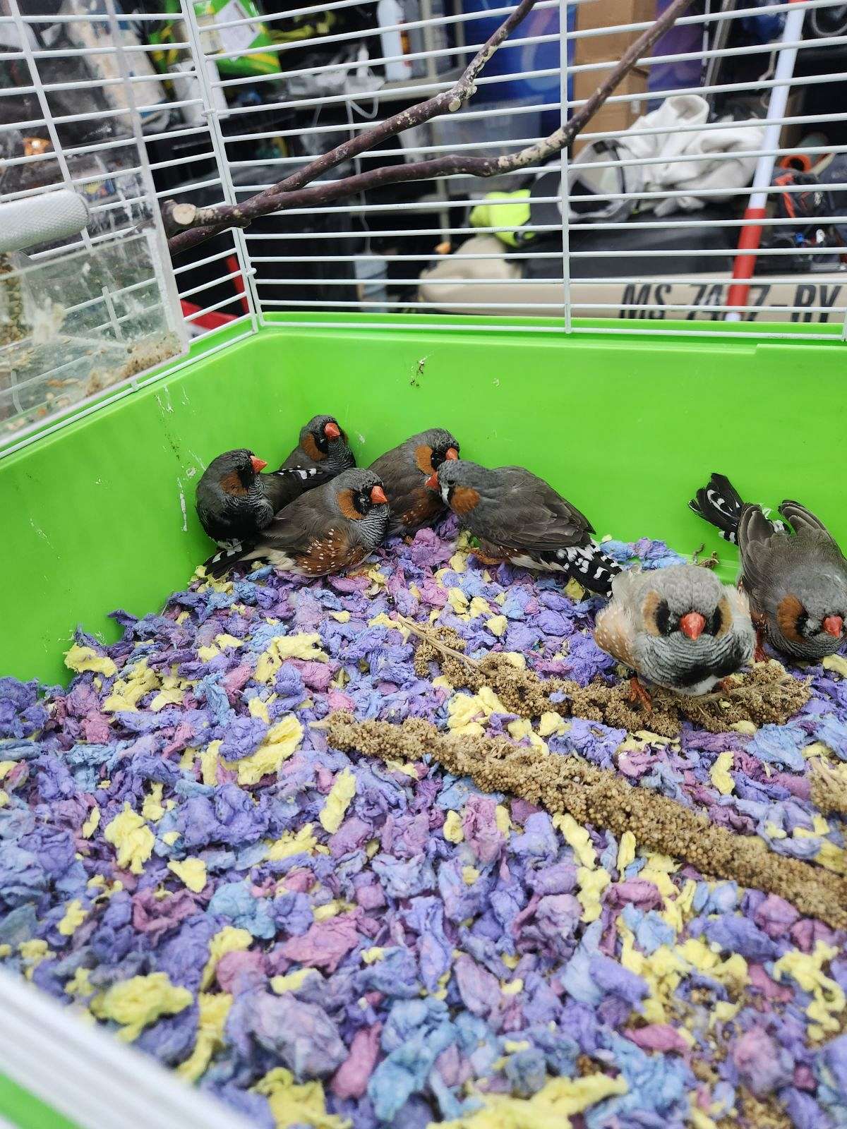 Euro zebra finches