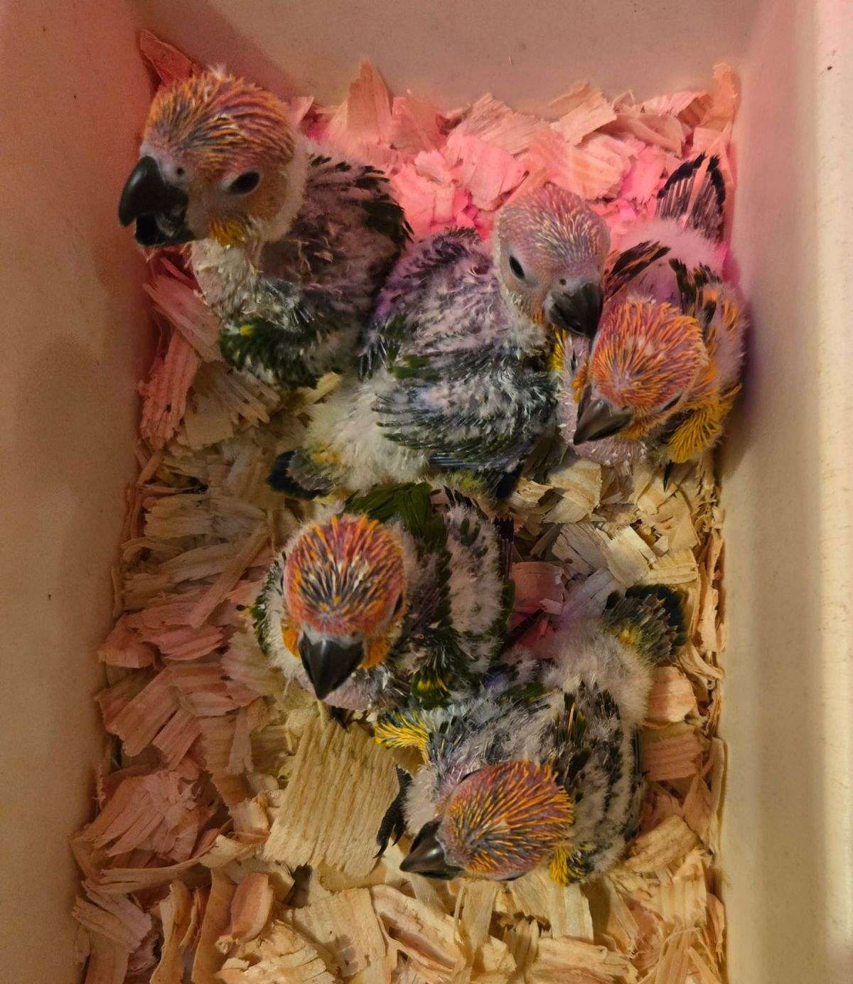 Baby sunconures