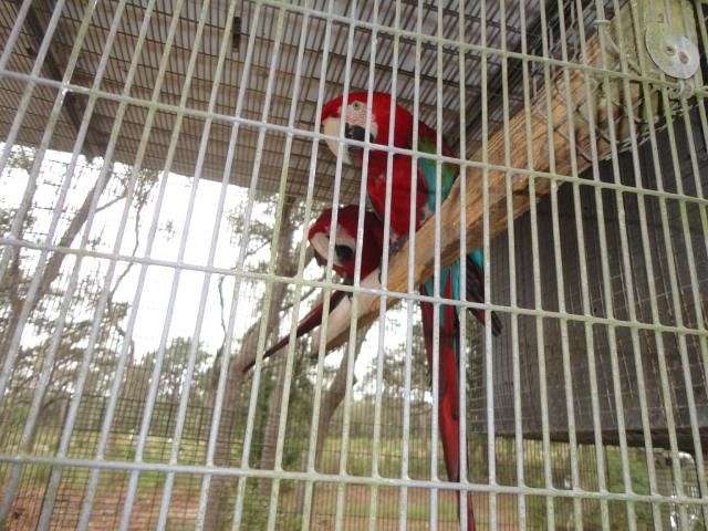 Large pair of Green Wing Macaws available for $5,500
