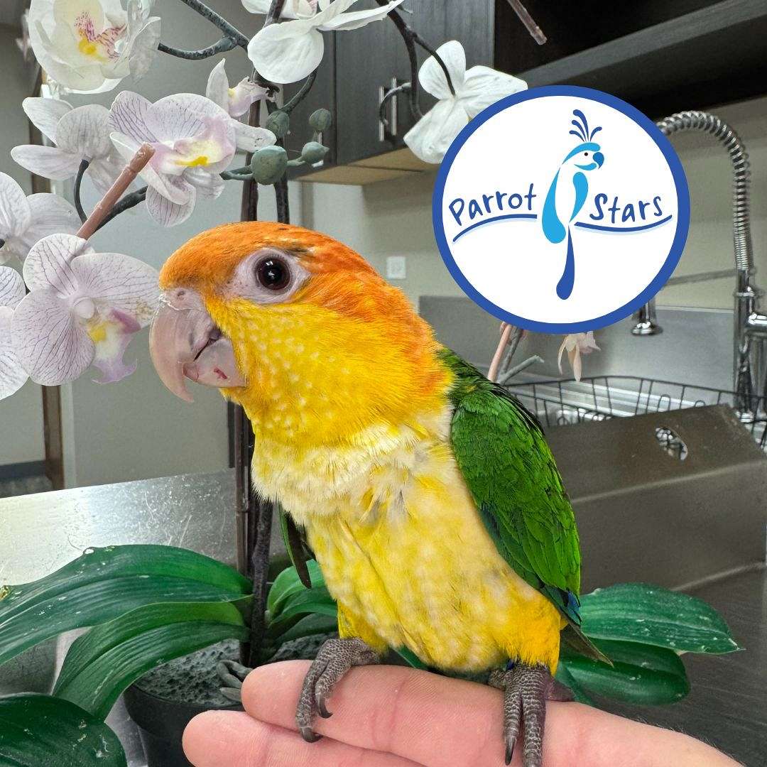 Baby White Bellied Caique Available at Parrot Stars!