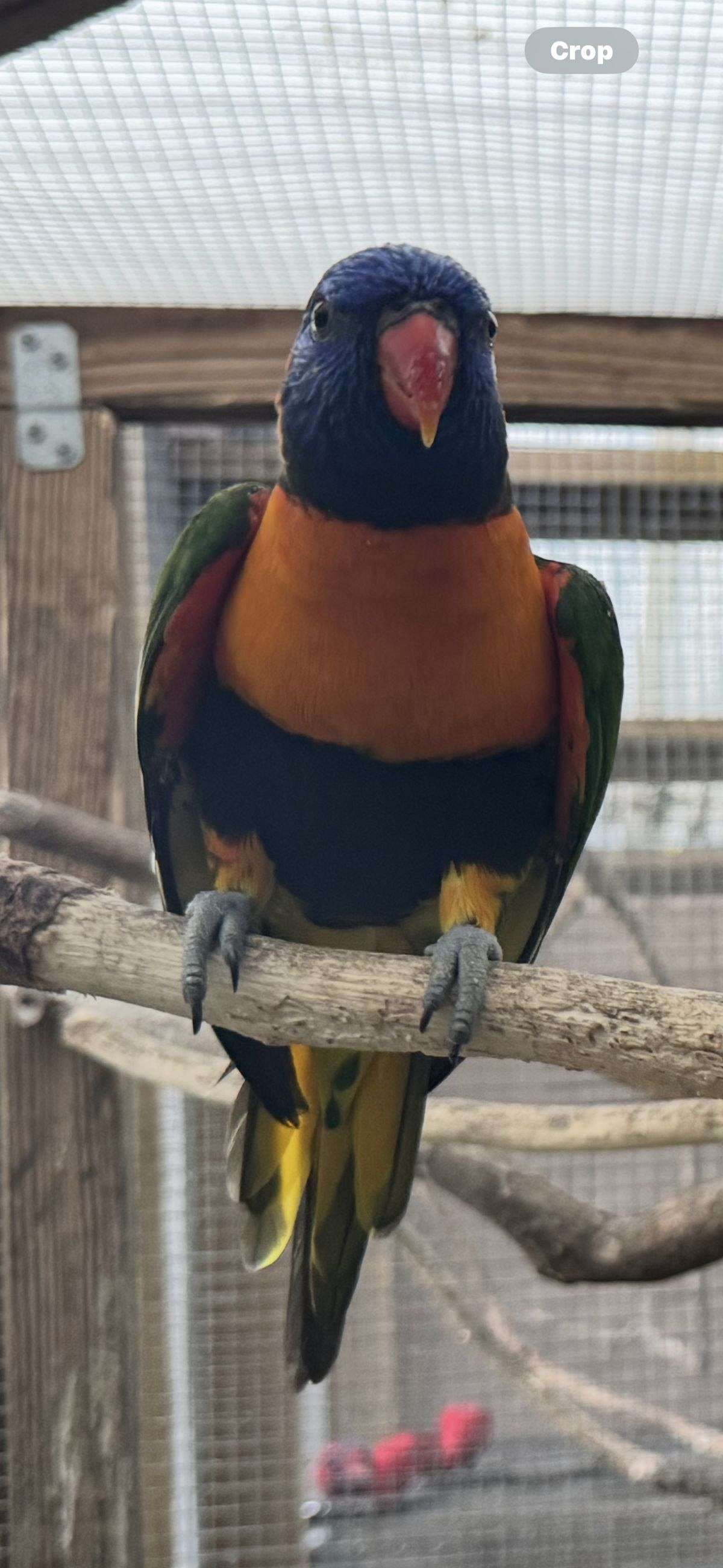 Red Collared Lorikeet