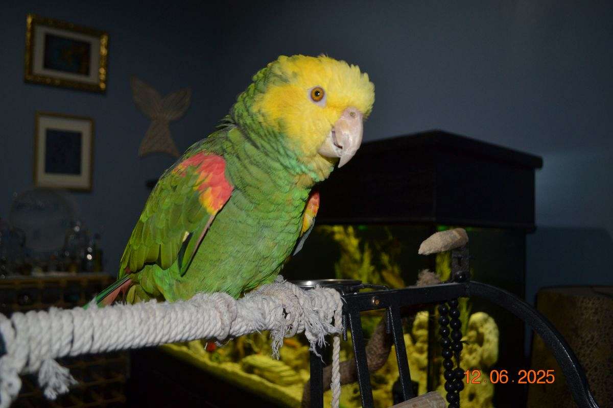 Double Head Amazon Male