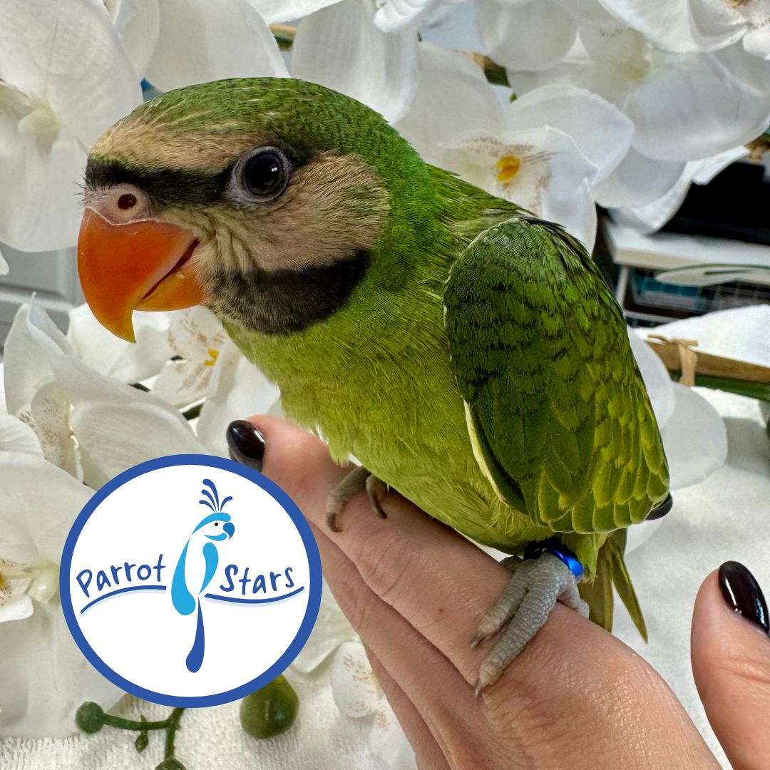 Baby Moustached Parakeet Available at Parrot Stars!