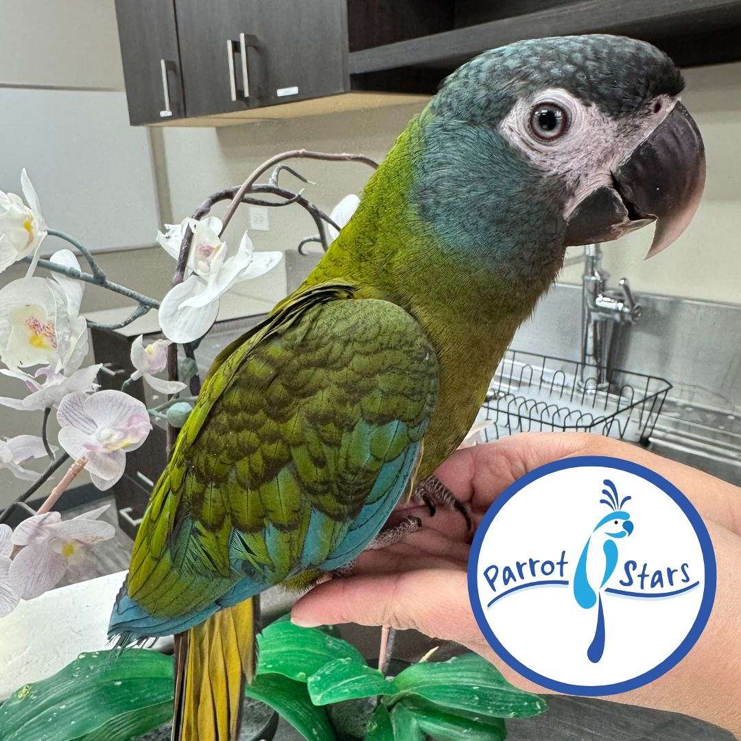 Baby Blue-headed Macaw Available at Parrot Stars!