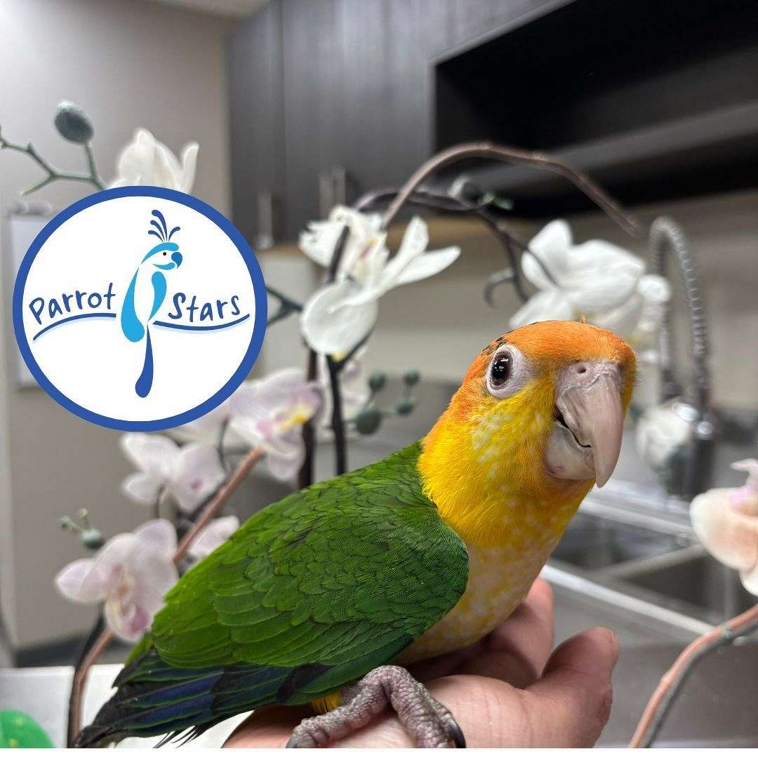 Baby White-bellied Caique Available at Parrot Stars!