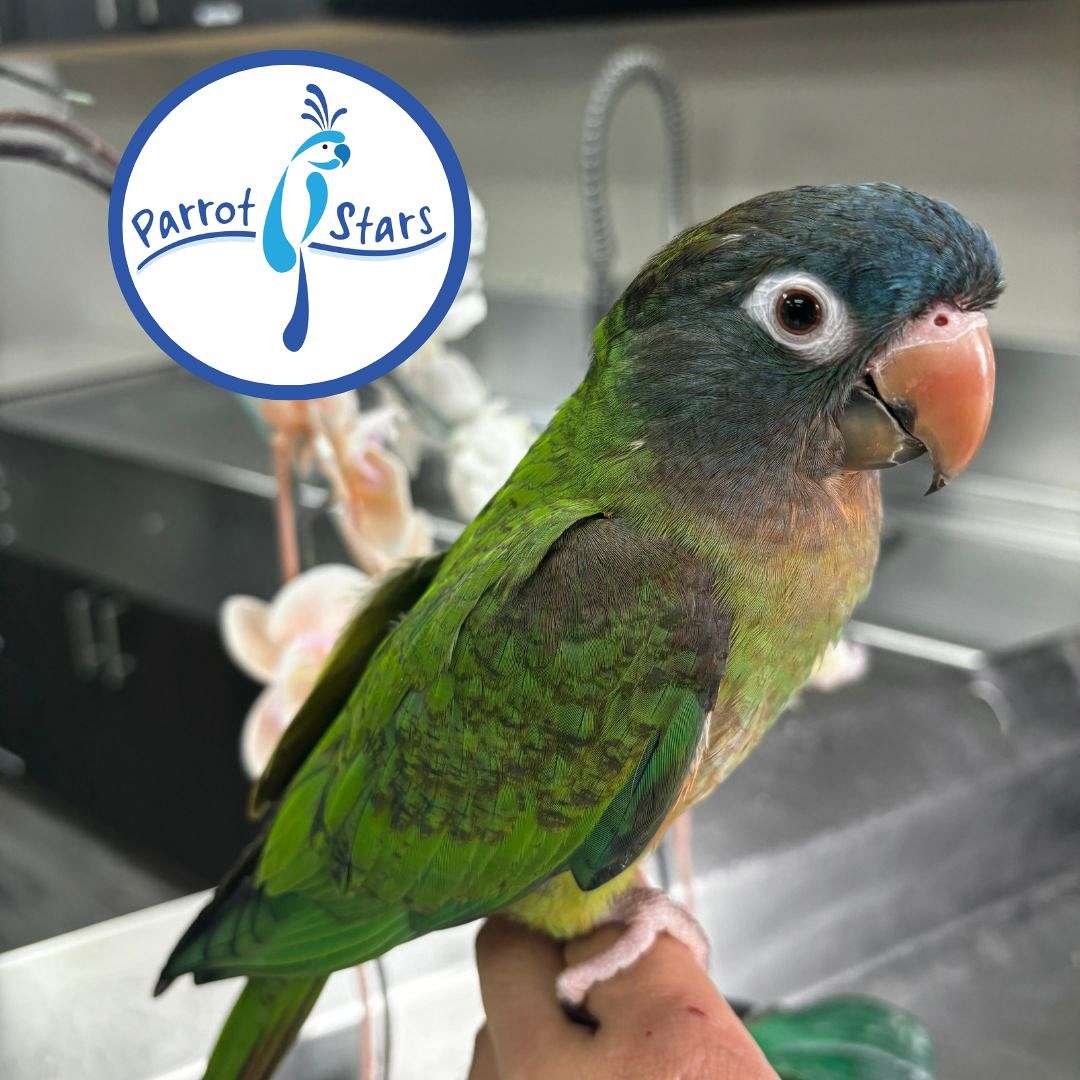 Baby Blue-crowned Conure Available at Parrot Stars!