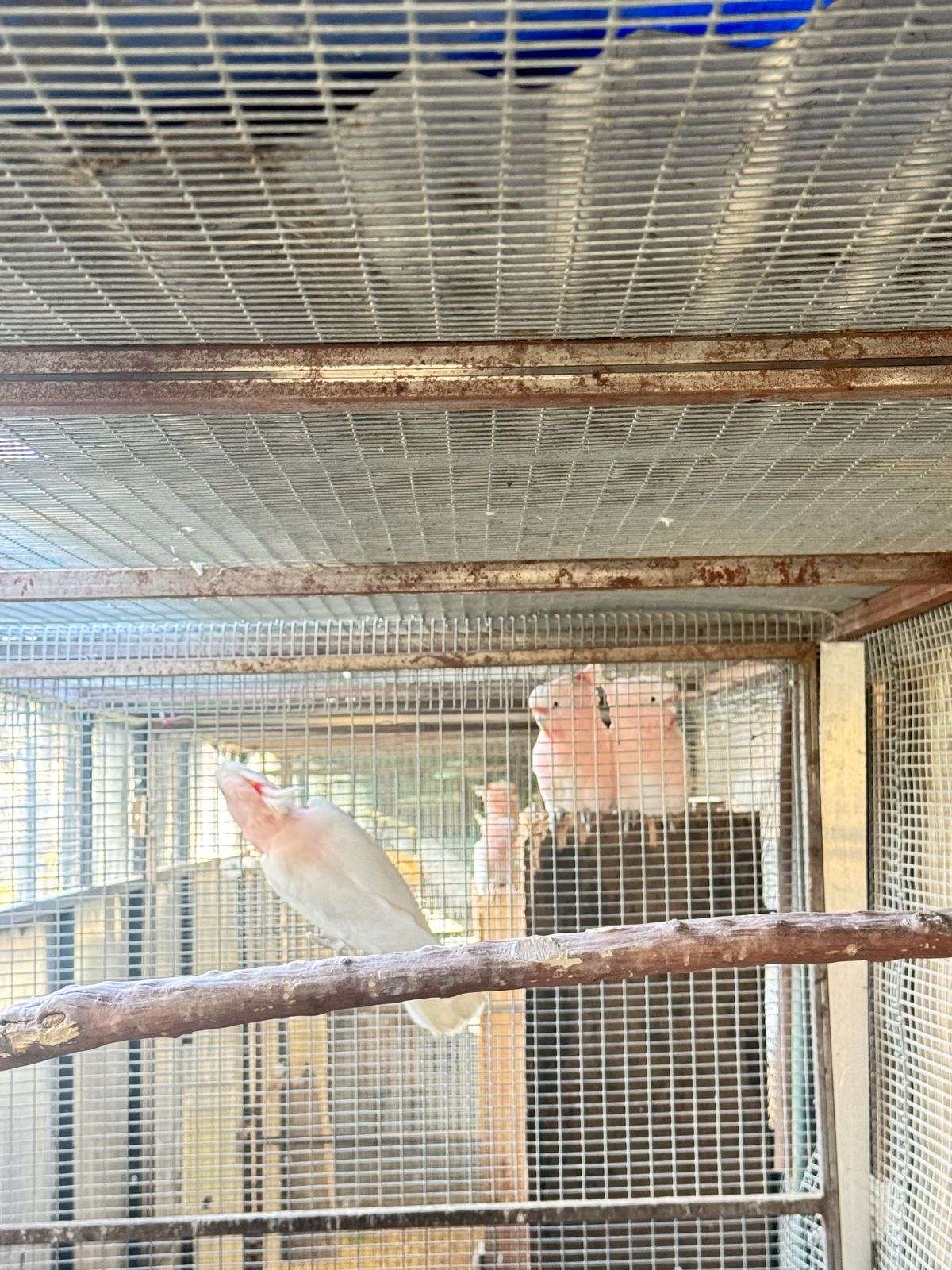 Mayor Michel Male adult