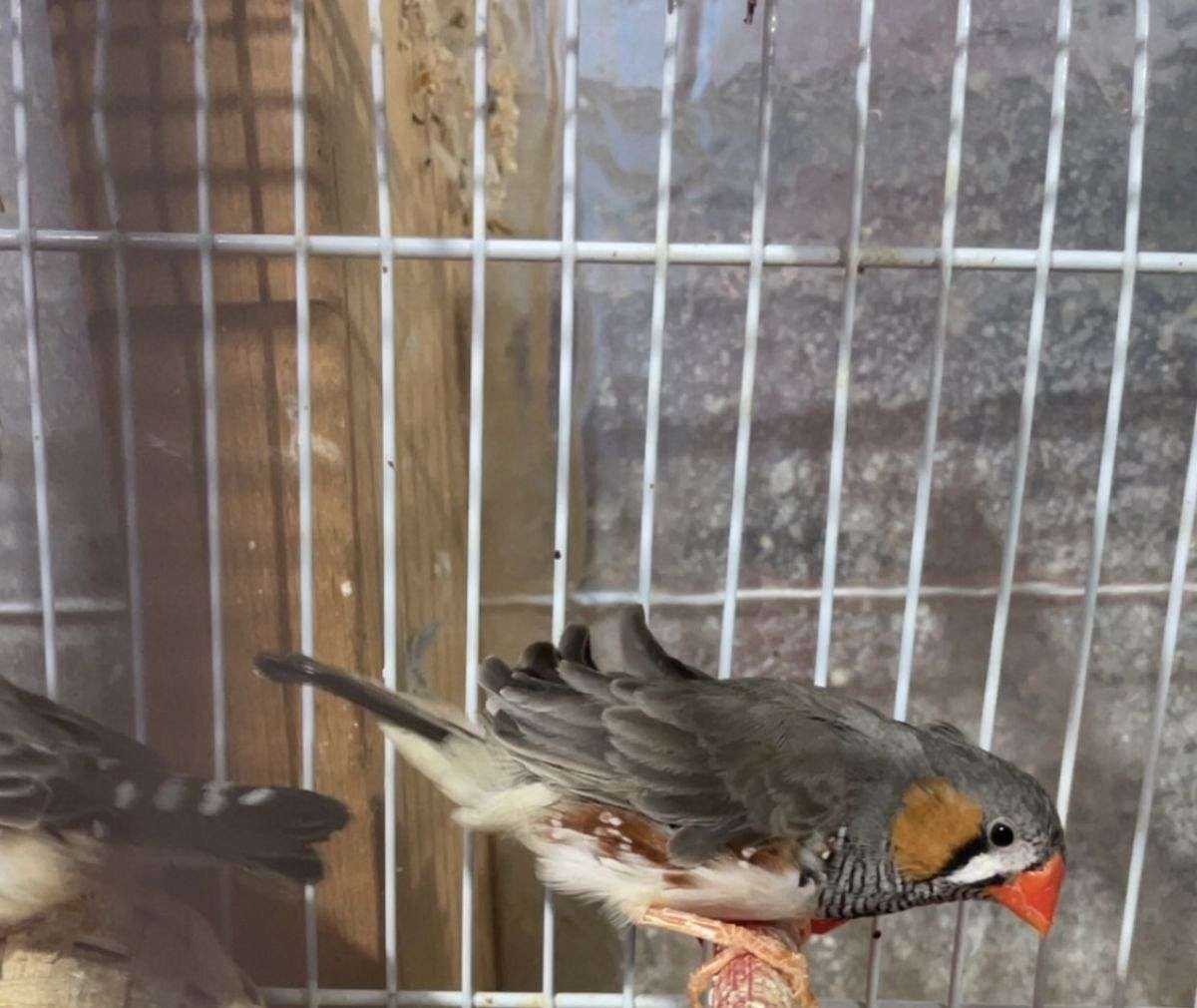Zebra finches