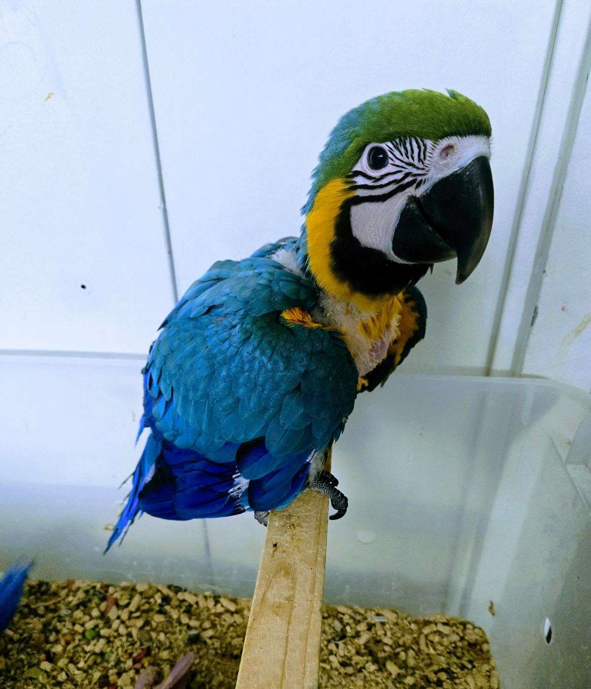 Blue & Gold Macaw Baby [ Female]