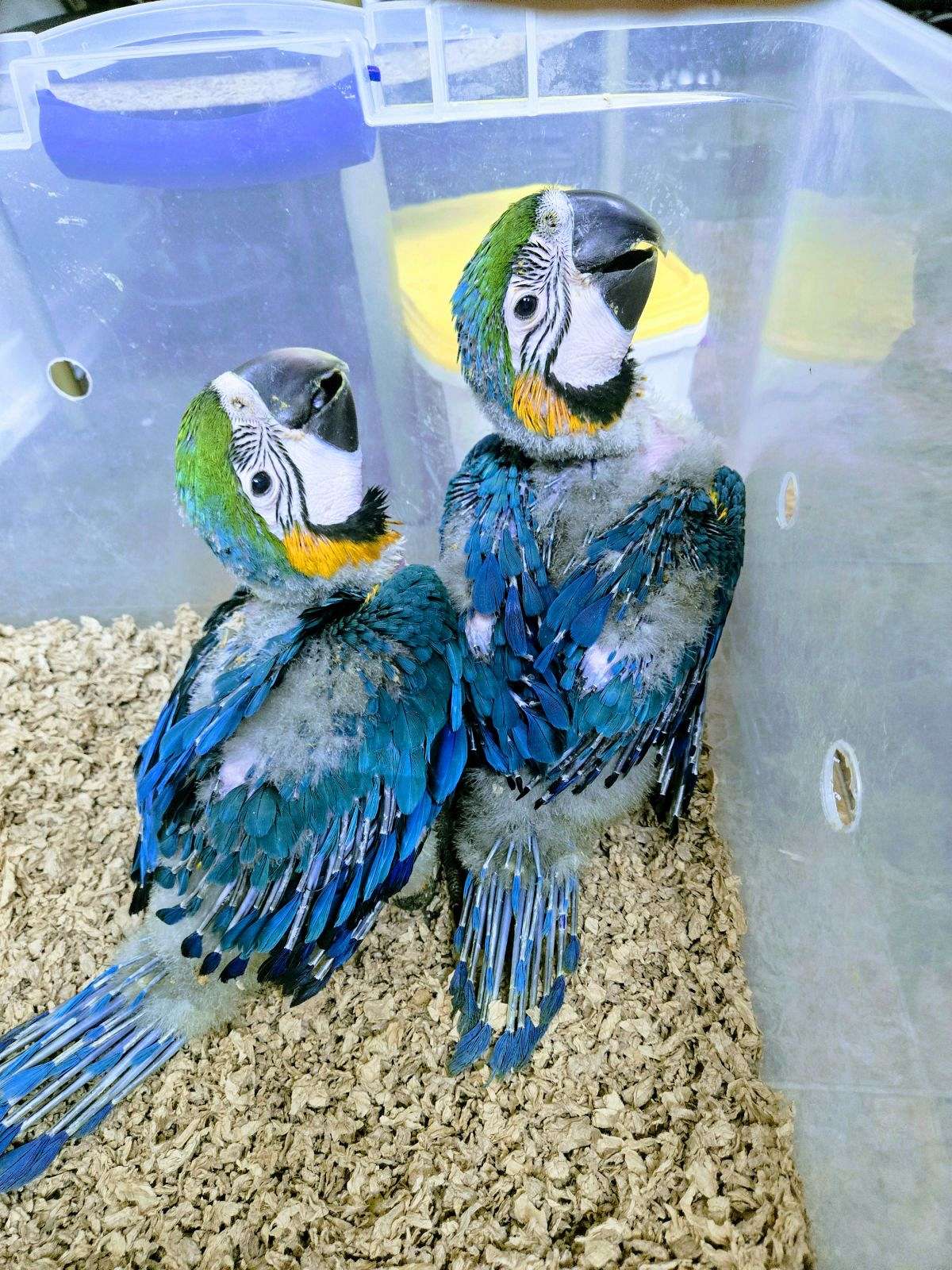 Blue & Gold Macaw Babies [ Male - Female]