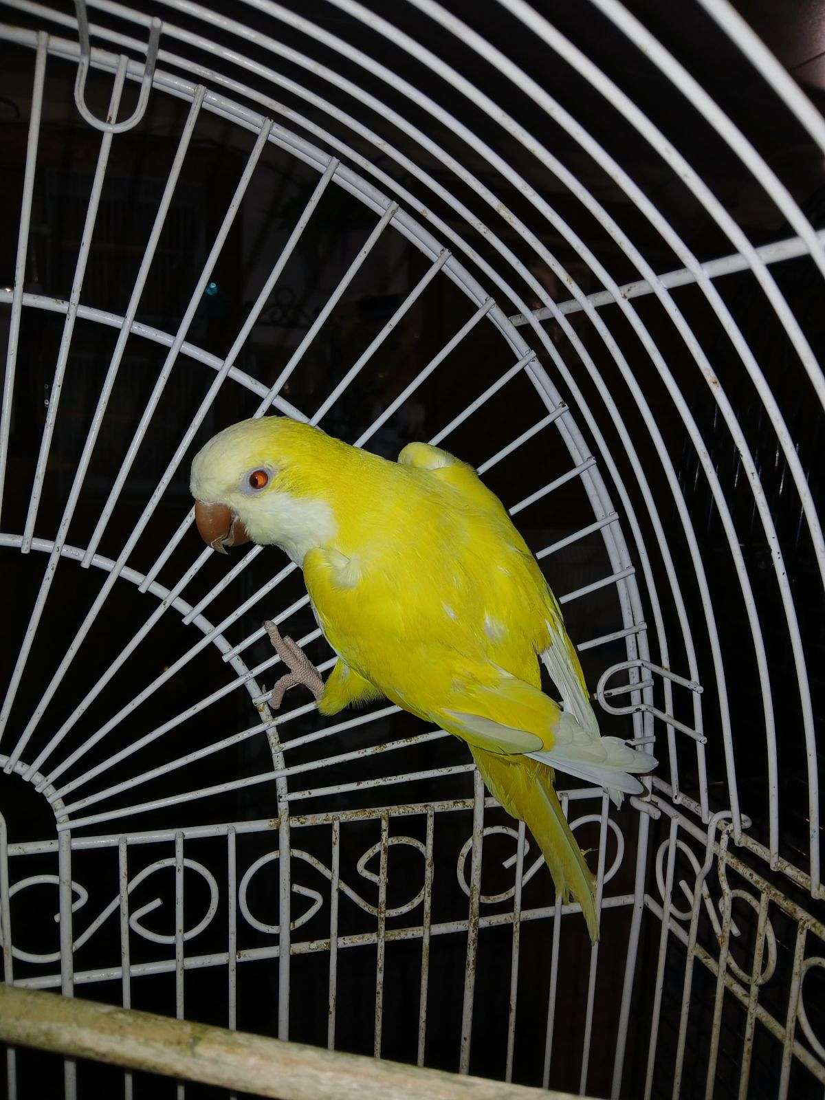Quaker parrot