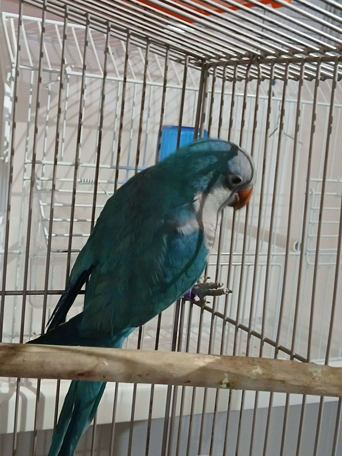 Quaker parrot