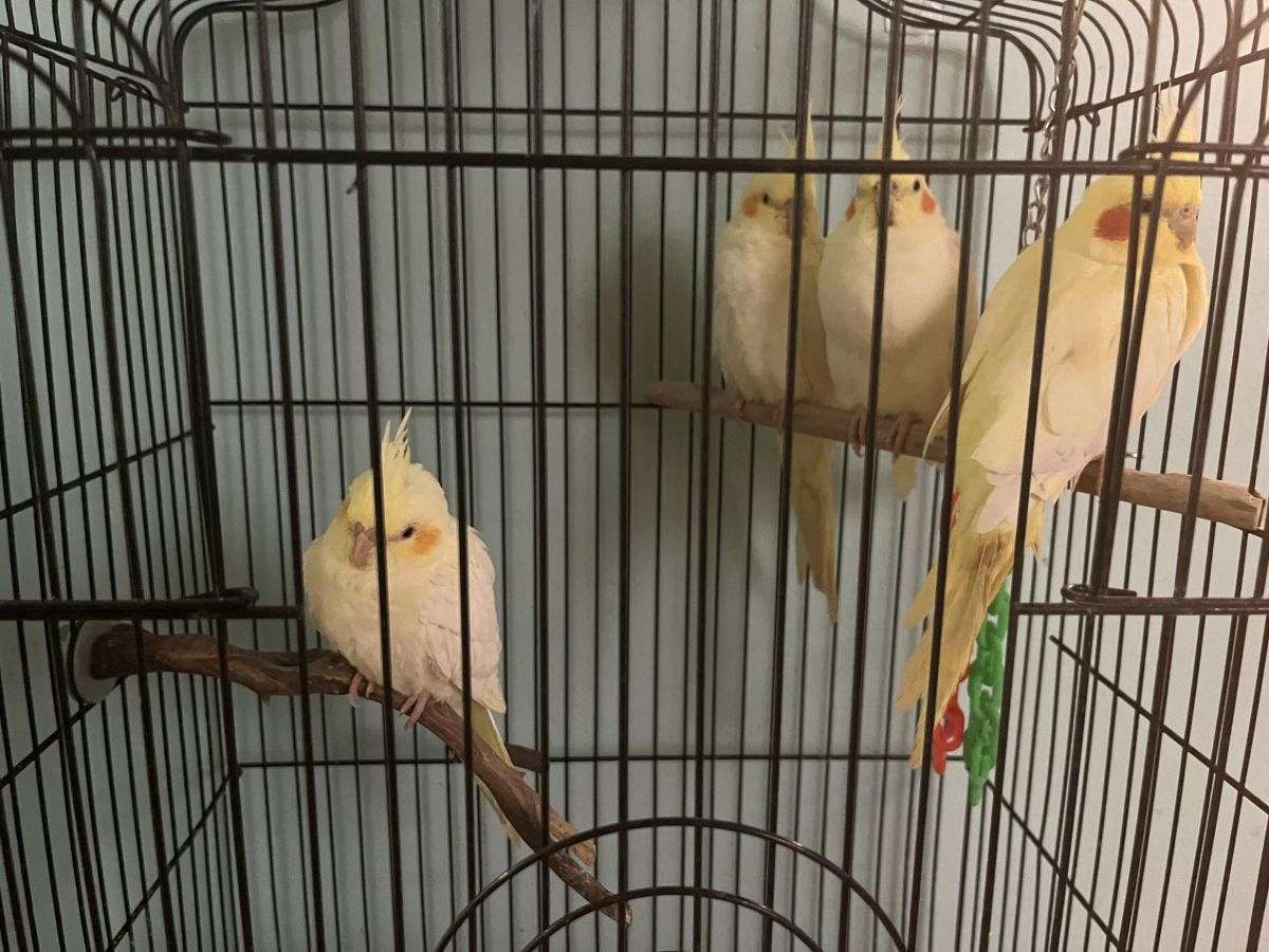 Cockatiel