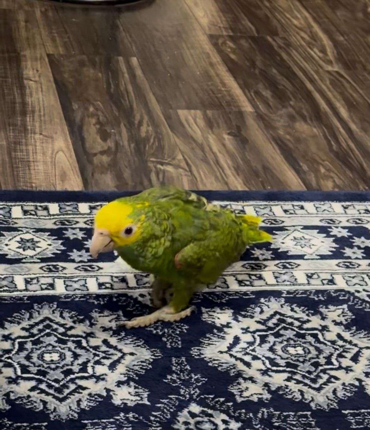 Double yellow, headed Amazon Parrot