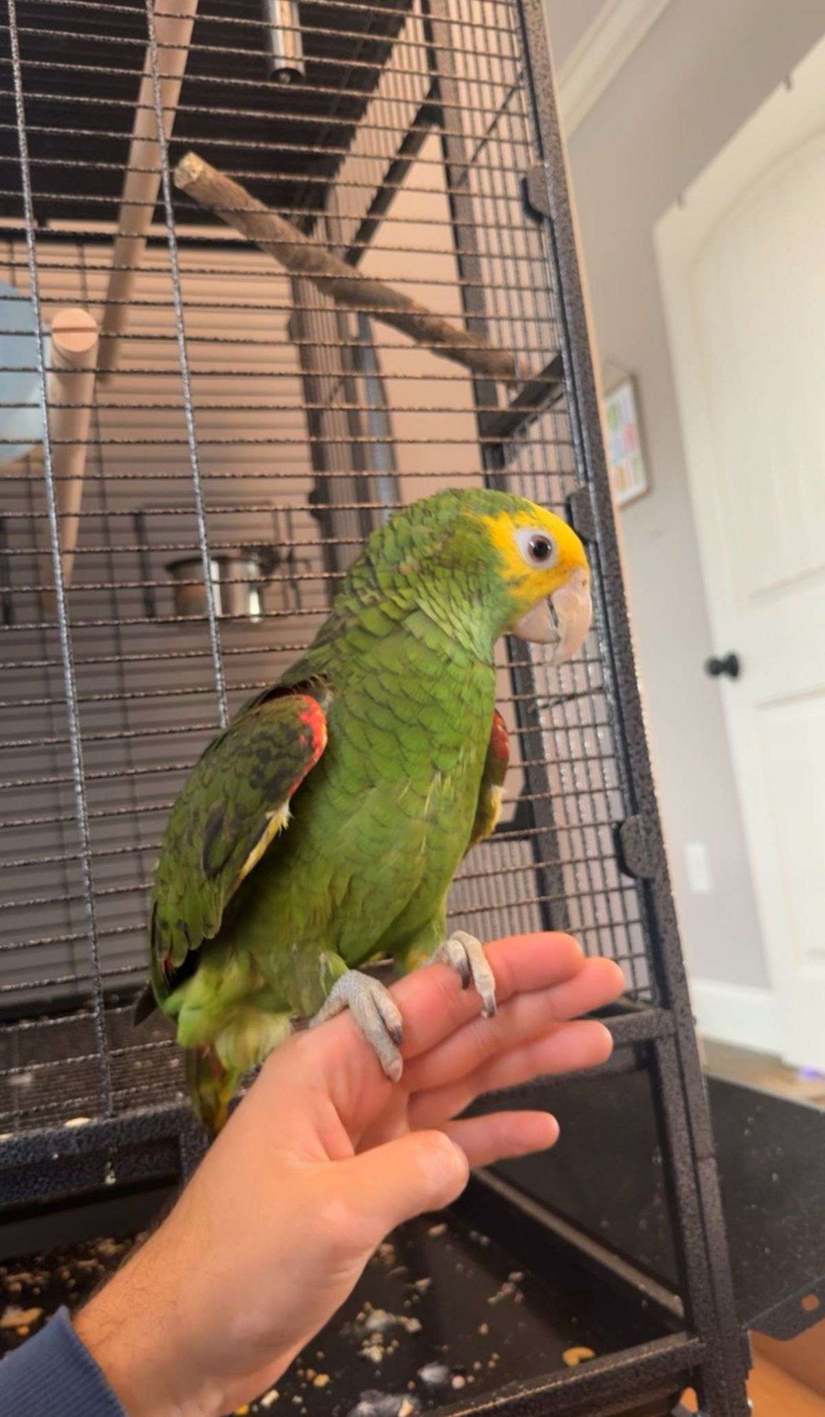 Double yellow, headed Amazon Parrot