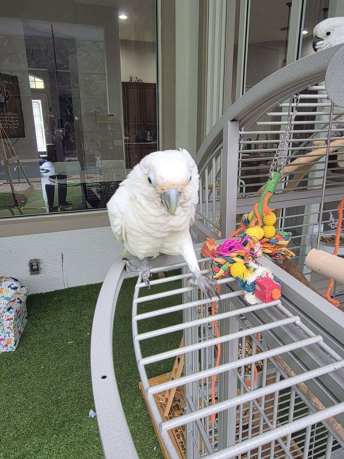 Goffin cockatoo