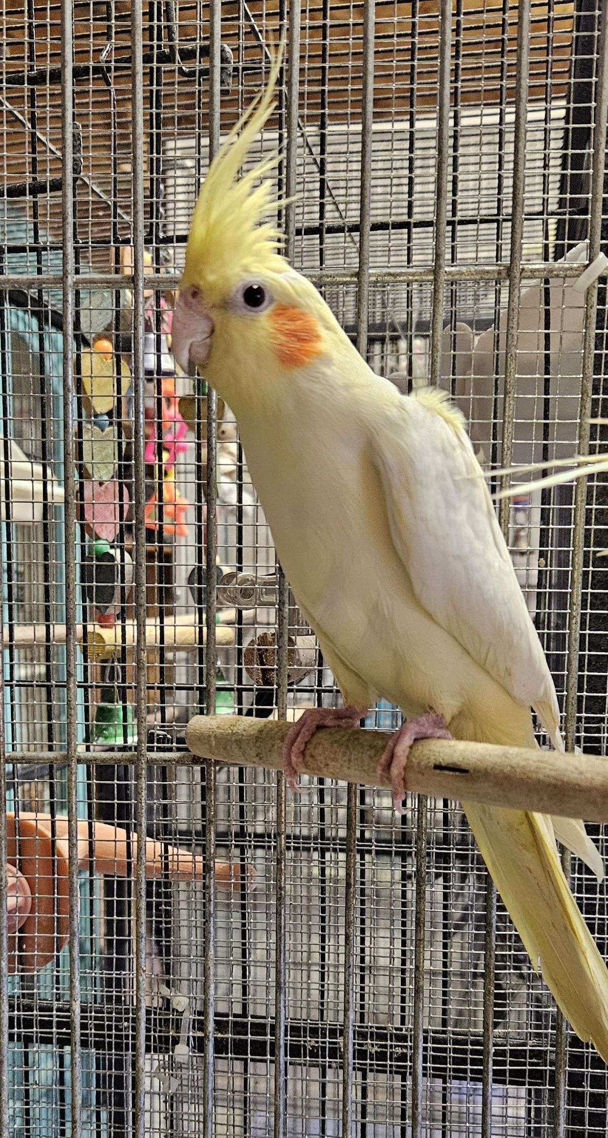Majito