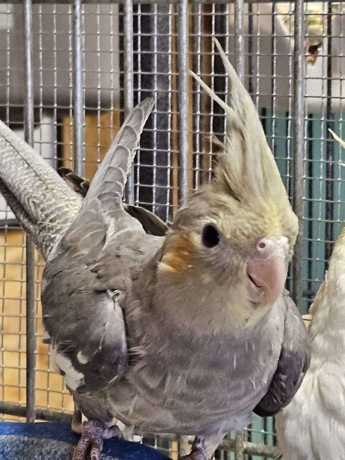 Majestic