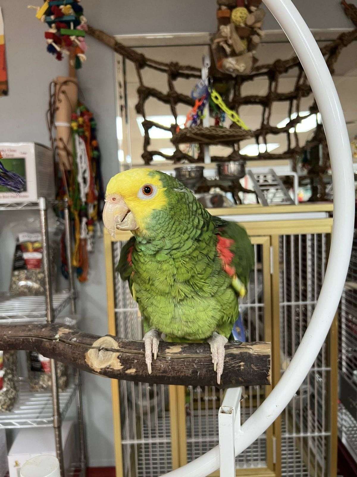 Double Yellow Amazon