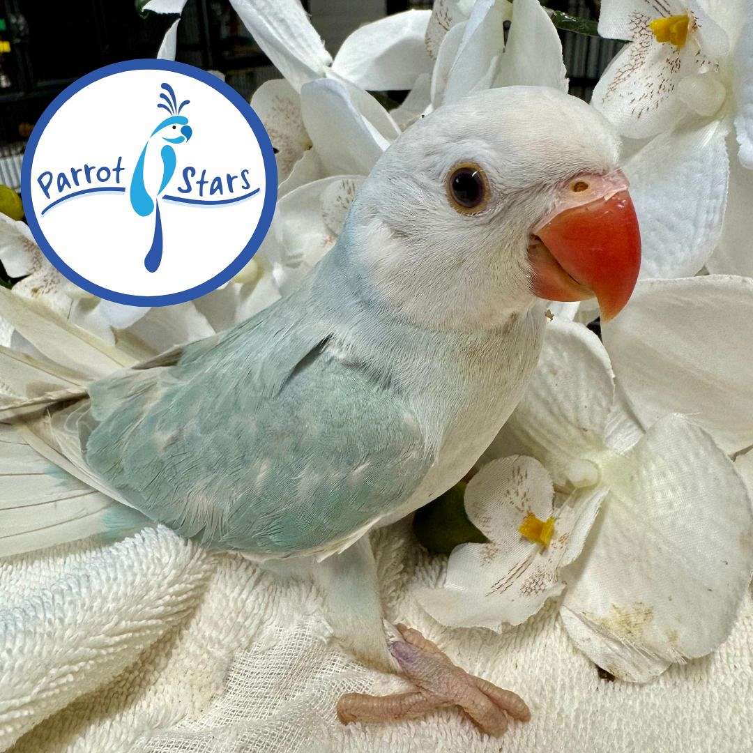 Baby Blue Lacewing Indian Ringneck Available at Parrot Stars!