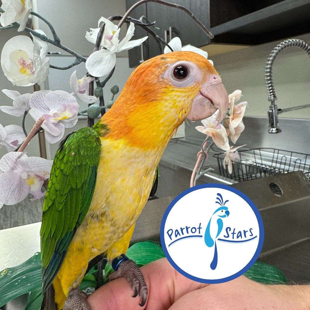 Baby White-bellied Caique Available at Parrot Stars!