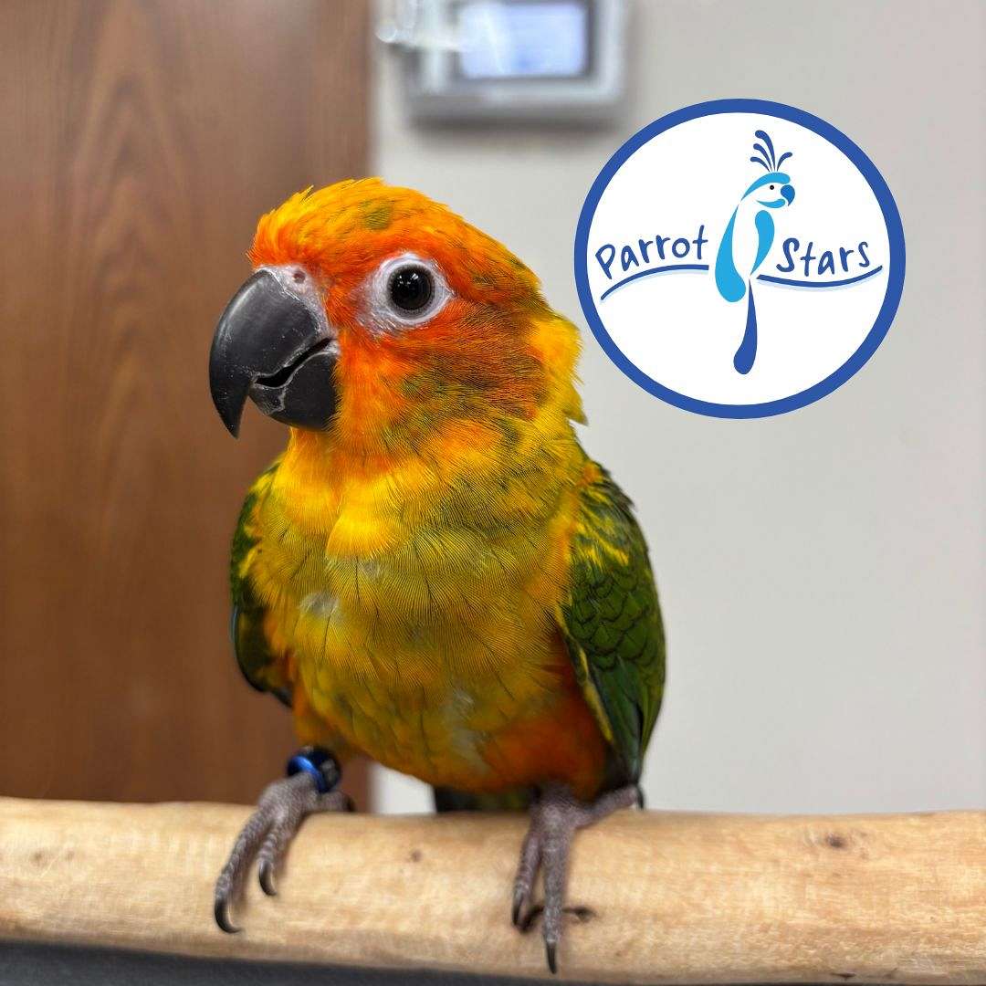 Baby Sun Conure Available at Parrot Stars!