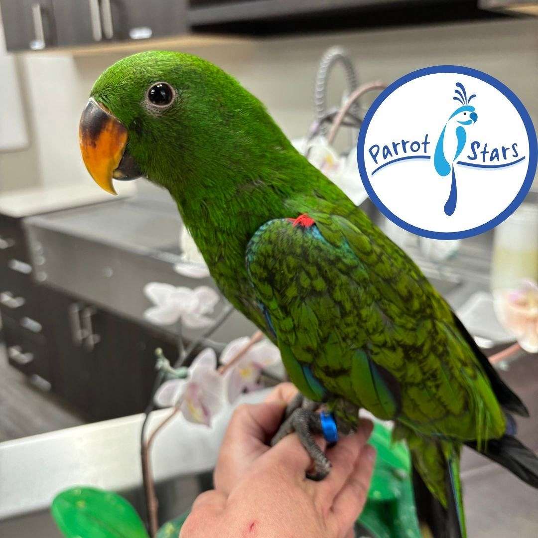 Baby Solomon Island Eclectus Parrot Available at Parrot Stars!
