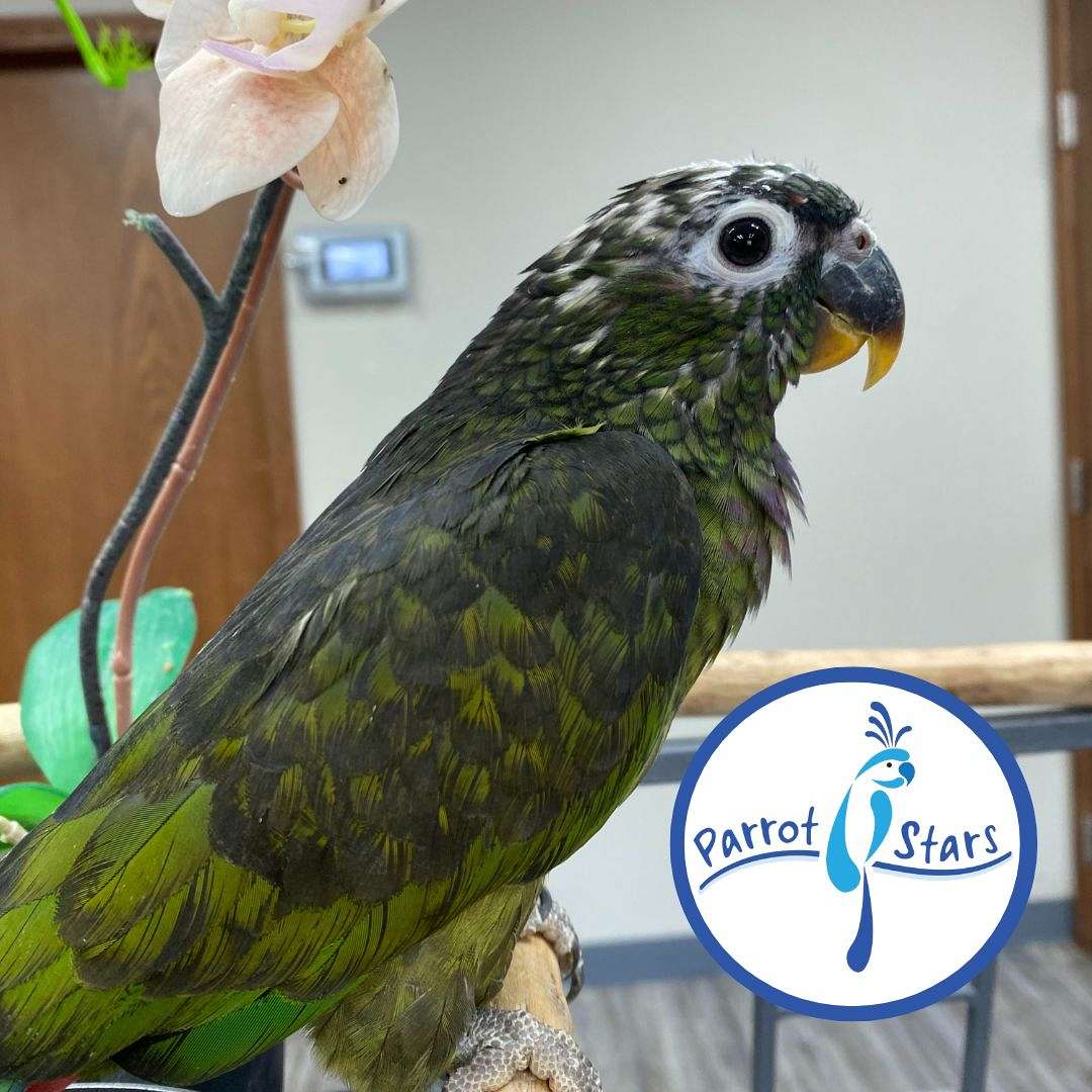 Baby Maximilian Pionus Available at Parrot Stars!