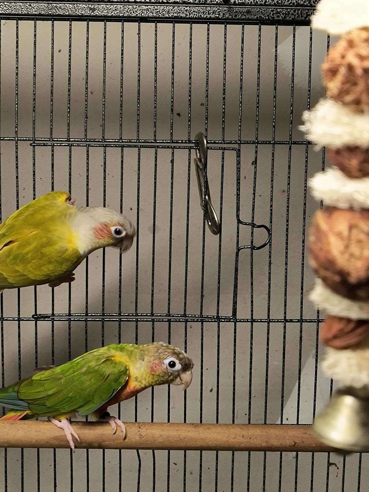 Green cheeked conure pairs