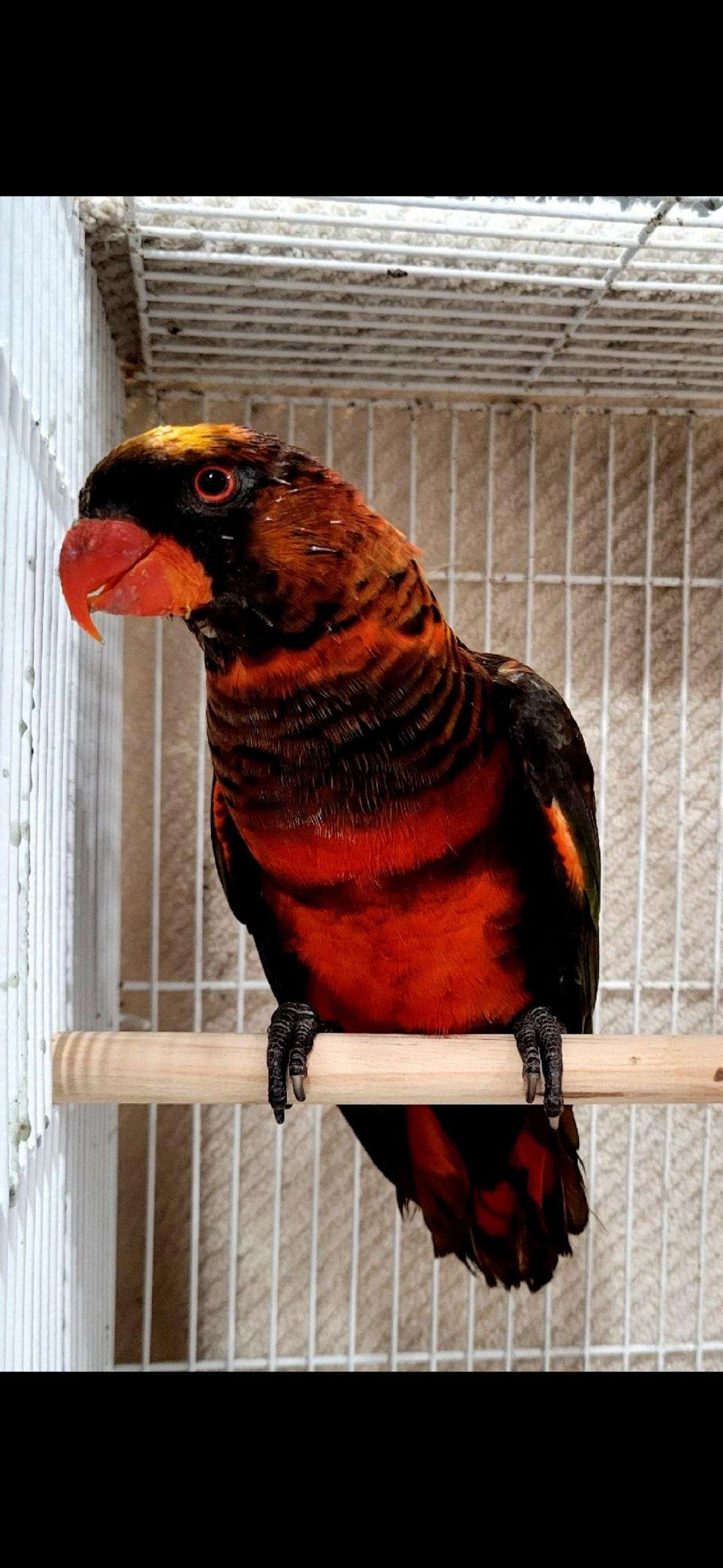 Dusky Lory