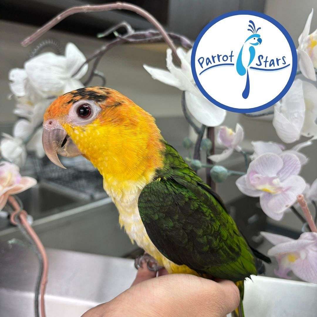 Baby White-bellied Caique Available at Parrot Stars!