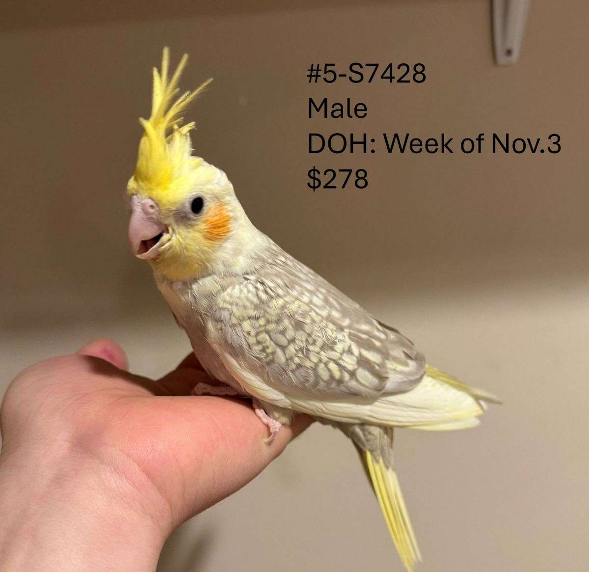 Male Baby Pearl Cockatiel [S7428]